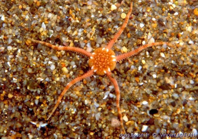 Ophiura albida | DORIS