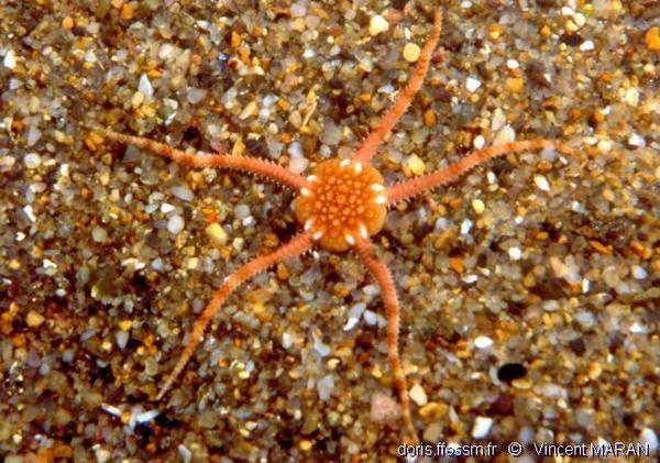 Ophiura albida | DORIS