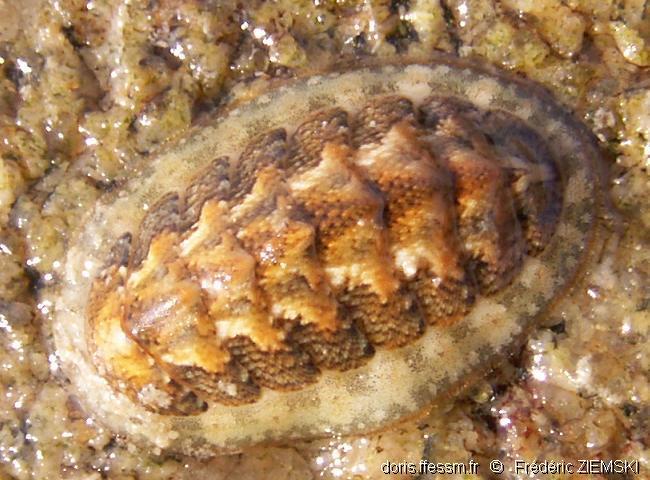 Lepidochitona (Lepidochitona) cinerea | DORIS