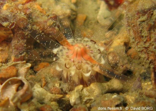 Edwardsia claparedii | DORIS