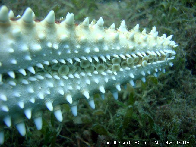 Oreaster reticulatus | DORIS