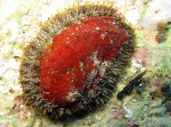 Haliotis tuberculata f. lamellosa | DORIS
