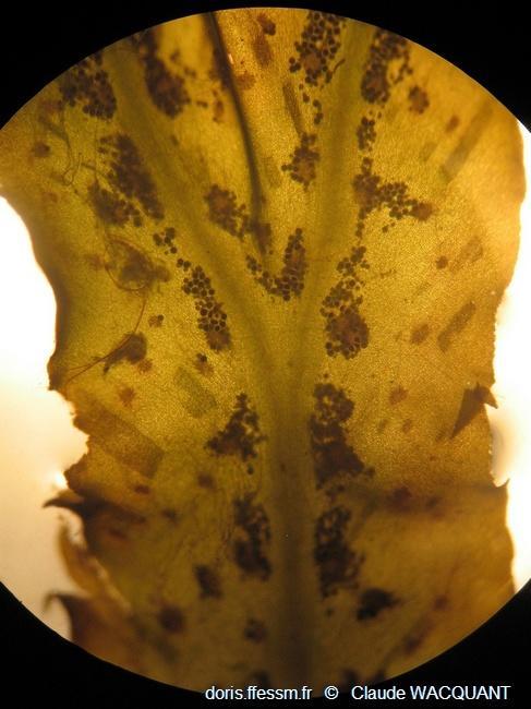 Dictyopteris polypodioides | DORIS