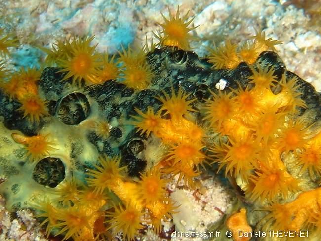 Iotrochota birotulata | DORIS