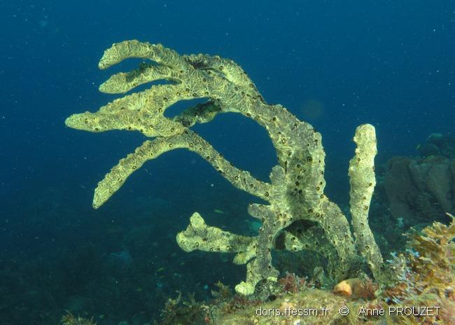 Iotrochota birotulata | DORIS