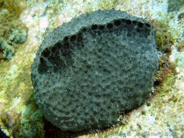 Ircinia spp. | DORIS