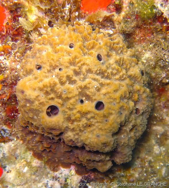 Ircinia variabilis | DORIS