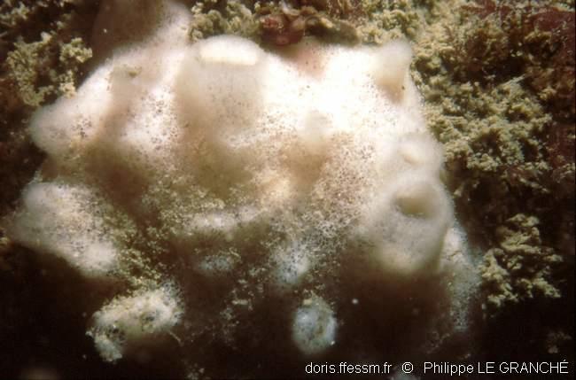 Haliclona (Halichoclona) fistulosa | DORIS