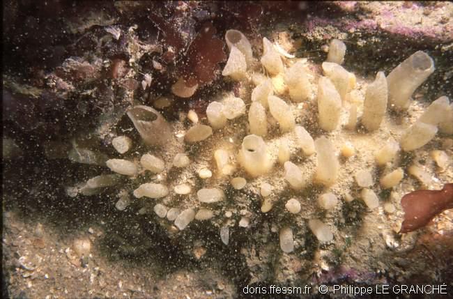 Polymastia penicillus | DORIS