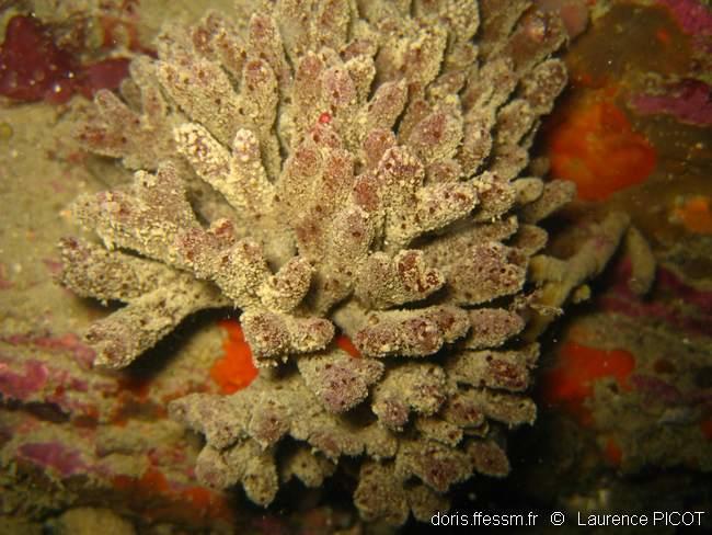 Raspailia (Raspailia) ramosa | DORIS