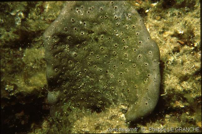 Spongia (Spongia) lamella | DORIS