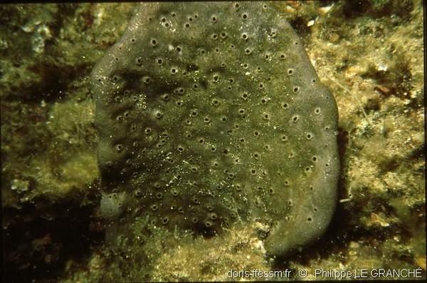 Spongia (Spongia) lamella | DORIS