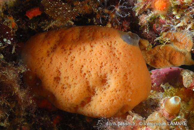 Corticium candelabrum | DORIS