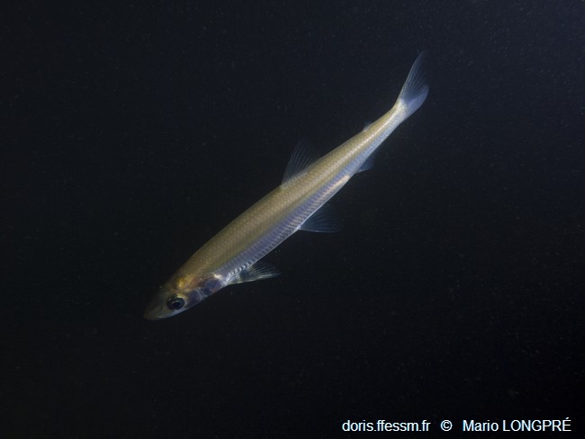 Osmerus mordax | DORIS