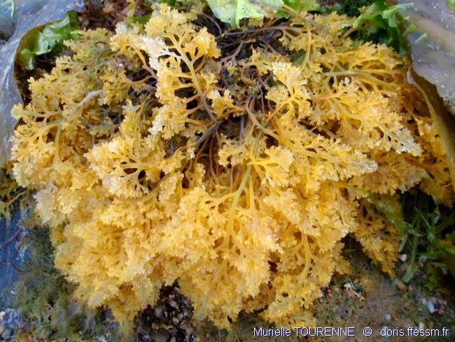 Osmundea pinnatifida | DORIS