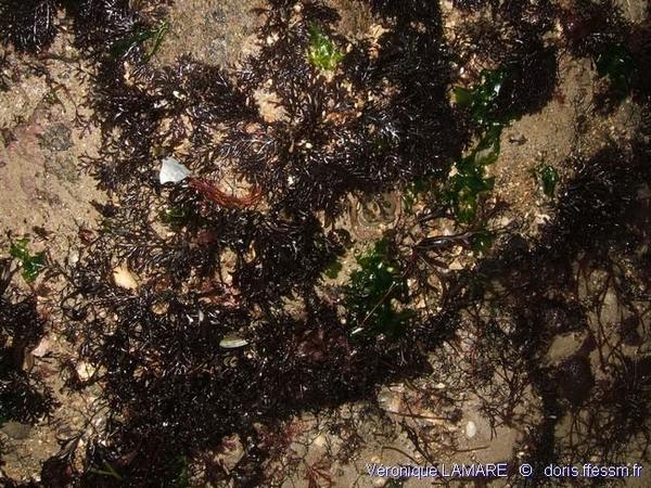 Osmundea pinnatifida | DORIS