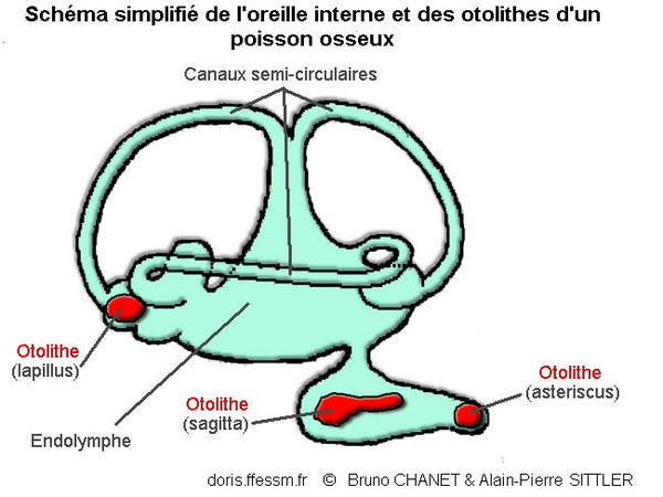 Otolithe | Glossaire DORIS
