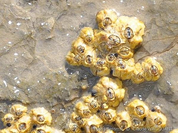 Chthamalus stellatus | DORIS