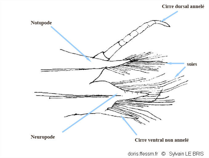 Oxydromus flexuosus | DORIS