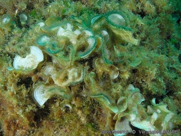 Padina pavonica | DORIS