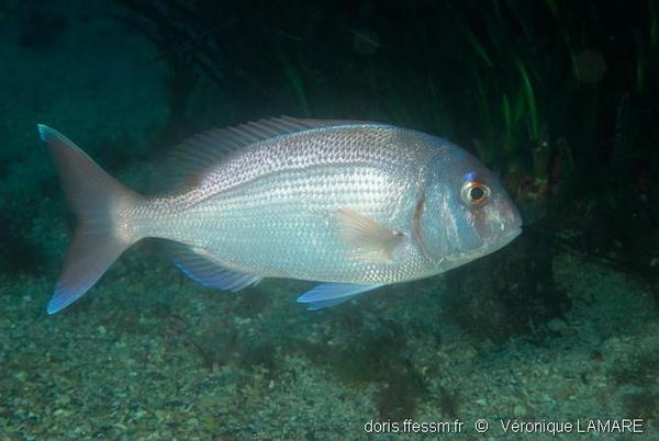 Pagrus pagrus | DORIS