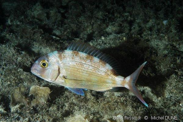 Pagrus pagrus | DORIS