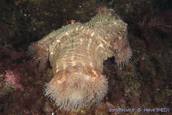 Calliactis parasitica | DORIS