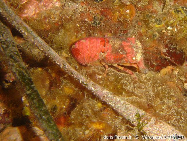 Scyllarus pygmaeus | DORIS