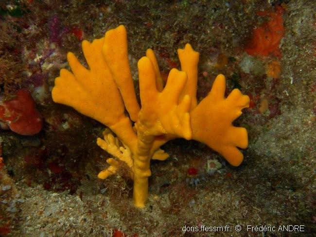 Axinella polypoides | DORIS