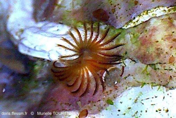 Spirobranchus triqueter / lamarcki | DORIS