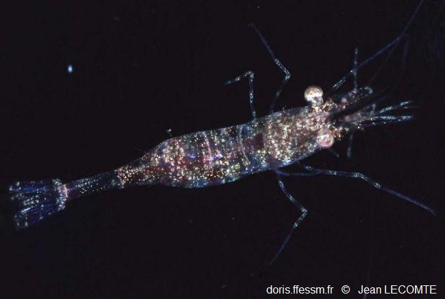 Pandalina brevirostris | DORIS