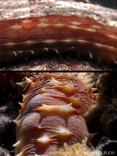 Holothuria (Mertensiothuria) hilla | DORIS