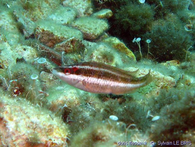 Symphodus doderleini | DORIS