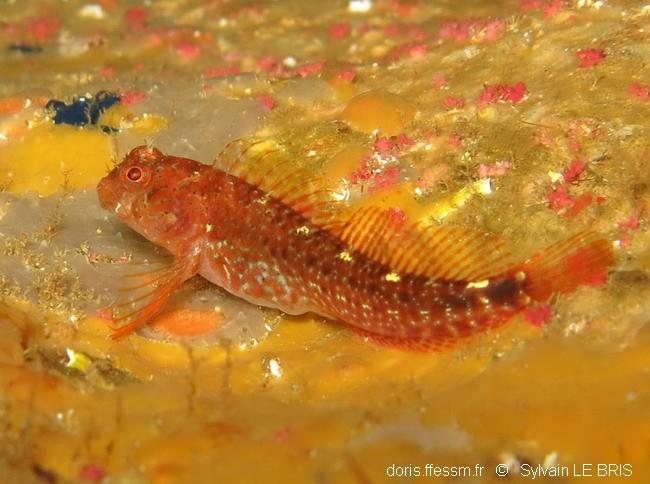 Parablennius zvonimiri | DORIS