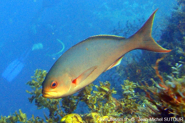 Paranthias furcifer | DORIS