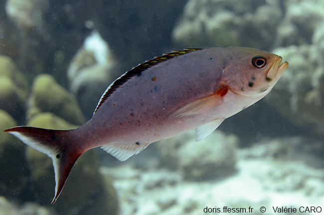 Paranthias furcifer | DORIS