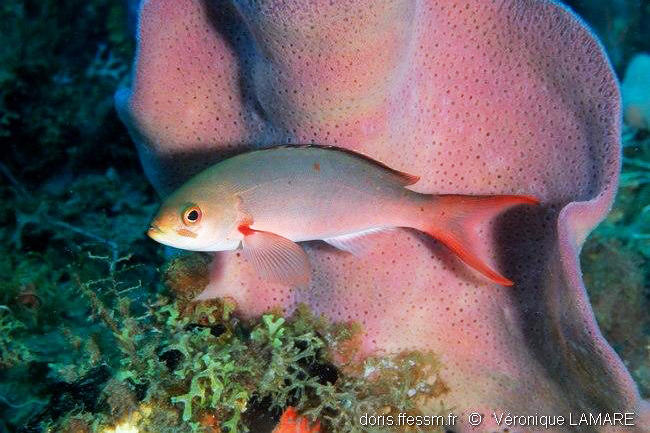 Paranthias furcifer | DORIS