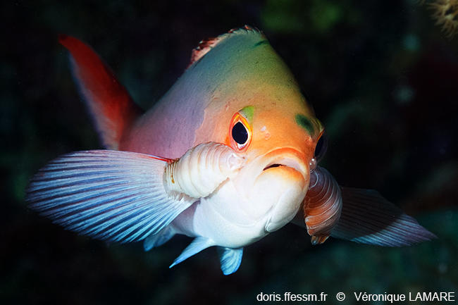 Paranthias furcifer | DORIS