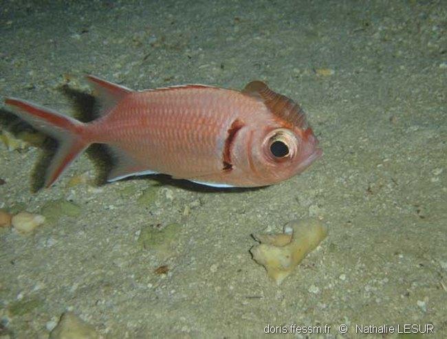 Myripristis jacobus | DORIS