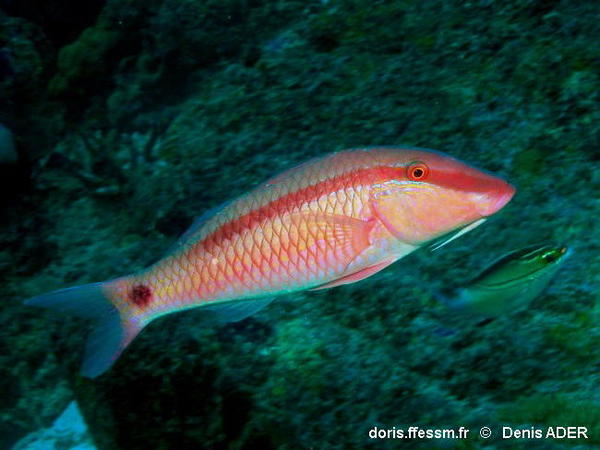Parupeneus barberinus | DORIS