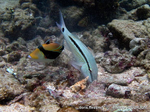 Parupeneus barberinus | DORIS