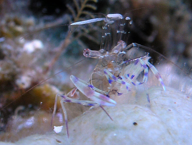 Periclimenes amethysteus | DORIS