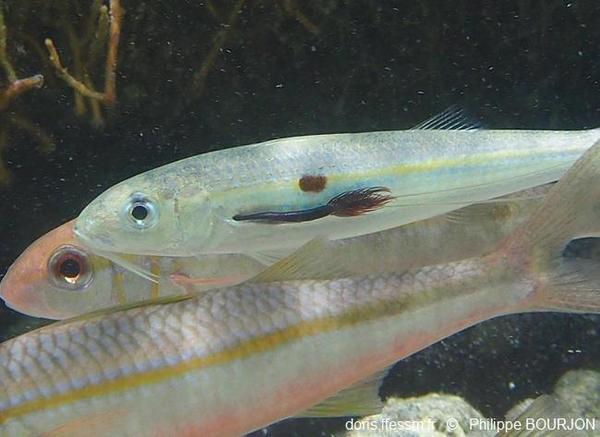 Pennella filosa | DORIS