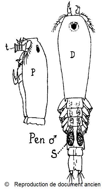Pennella filosa | DORIS