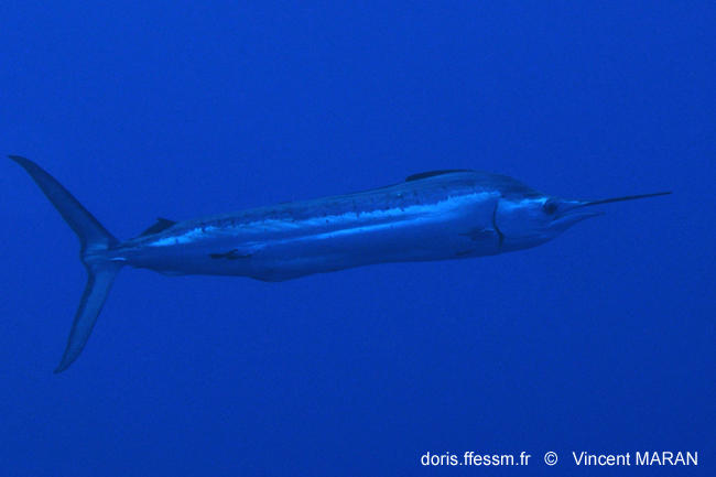 Pennella filosa | DORIS