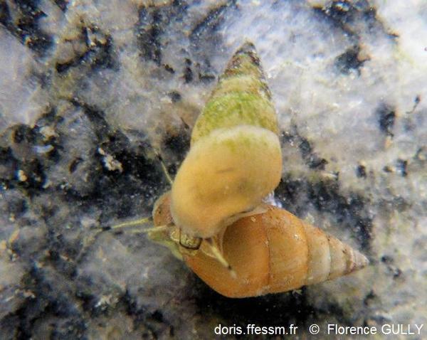 Peringia ulvae | DORIS