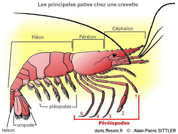 Péréiopode | Glossaire DORIS