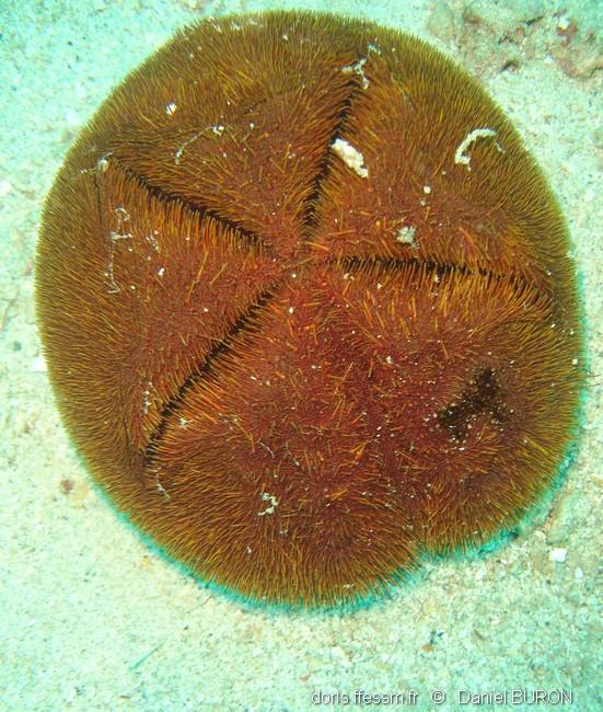 Meoma ventricosa | DORIS