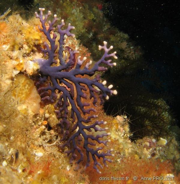 Distichopora violacea | DORIS
