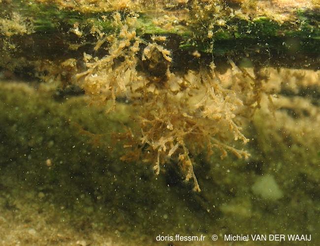 Plumatella fruticosa | DORIS